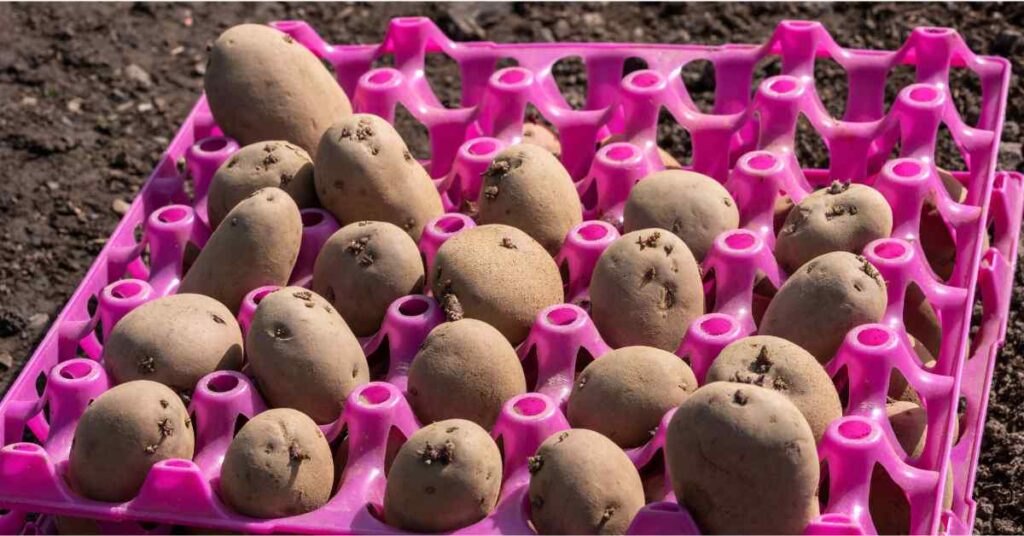 Chitting Potatoes - Growing Potatoes With Kids - The Foodies