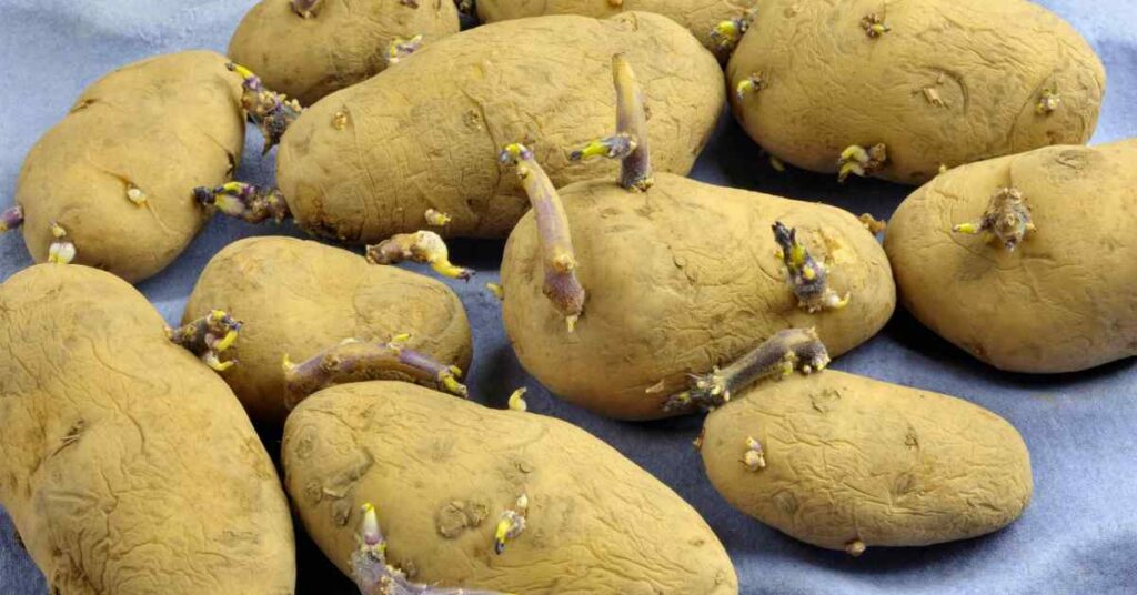 Chitting Potatoes - Growing Potatoes With Kids - The Foodies