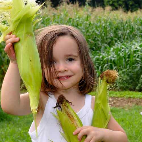 Harvesting Sweetcorn With Children - The Foodies