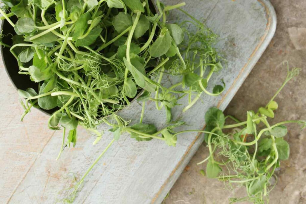 How To Grow Pea Shoots With Kids - The Foodies