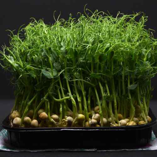 How To Grow Pea Shoots With Kids - The Foodies