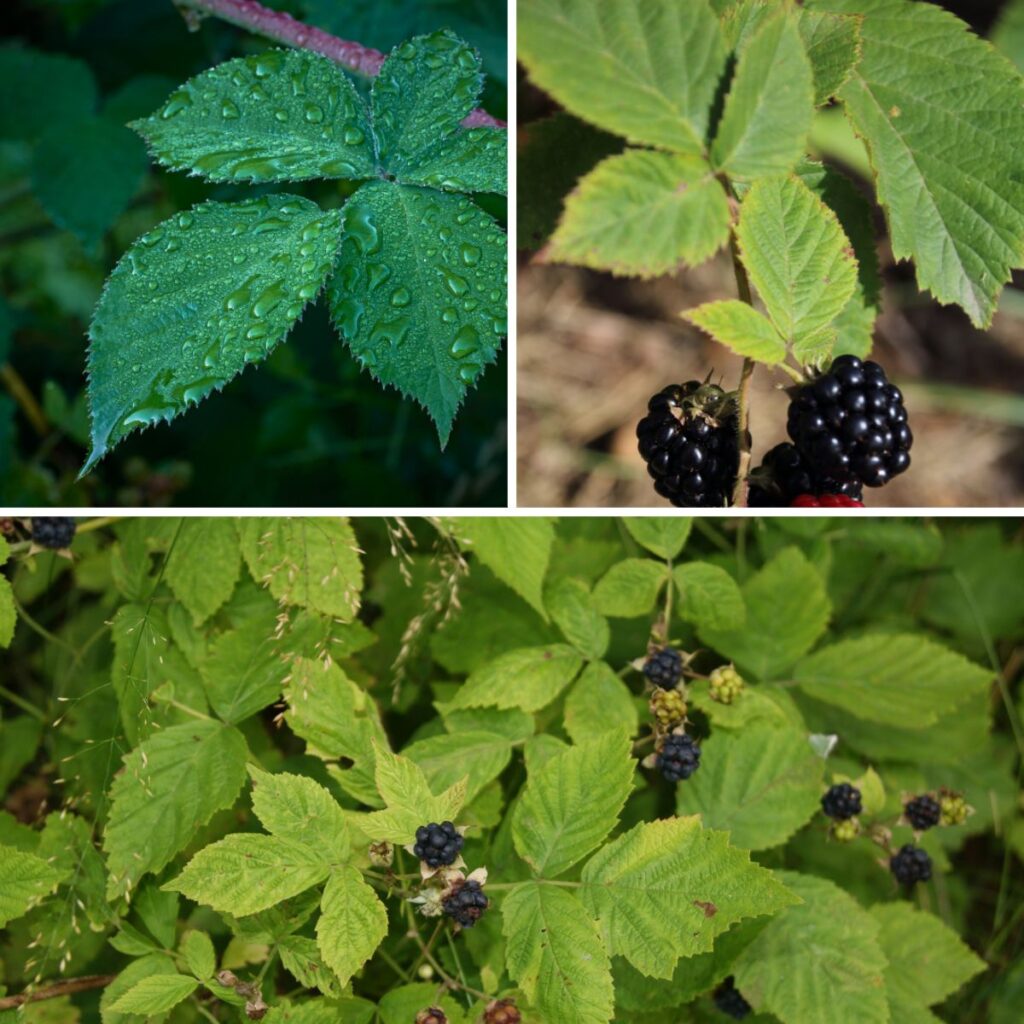 How To Pick Blackberries With Kids - The Foodies