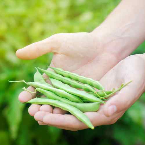 Harvesting Green Beans With Children - The Foodies